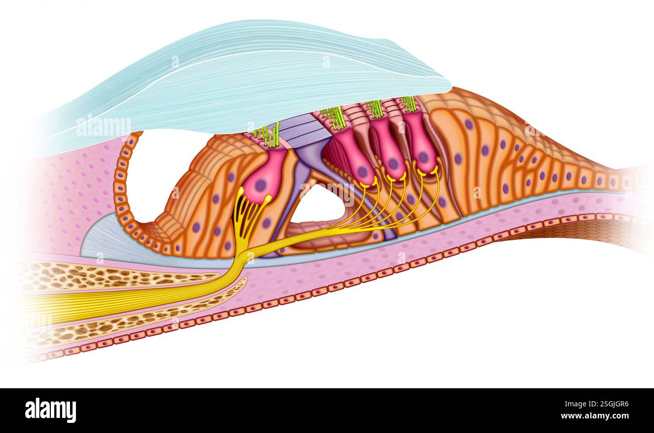Schematic illustration of the organ of Corti. This organ is the most ...