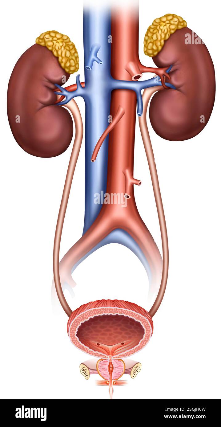 Illustration of the renal system kidneys, ureters, bladder and urethra ...