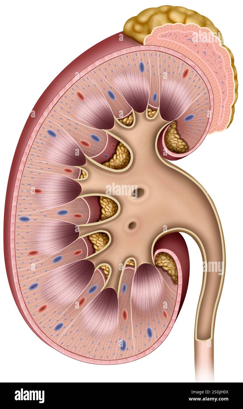 Illustration of the kidney in sagittal plane. It is the vital organ ...