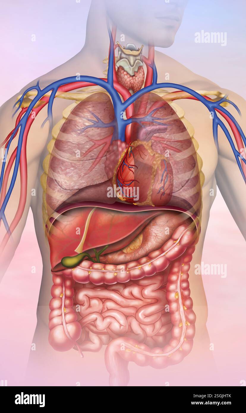 Anatomical illustration of the human body. Structure and organization ... Anatomical illustration of the human body. Structure and organization ...