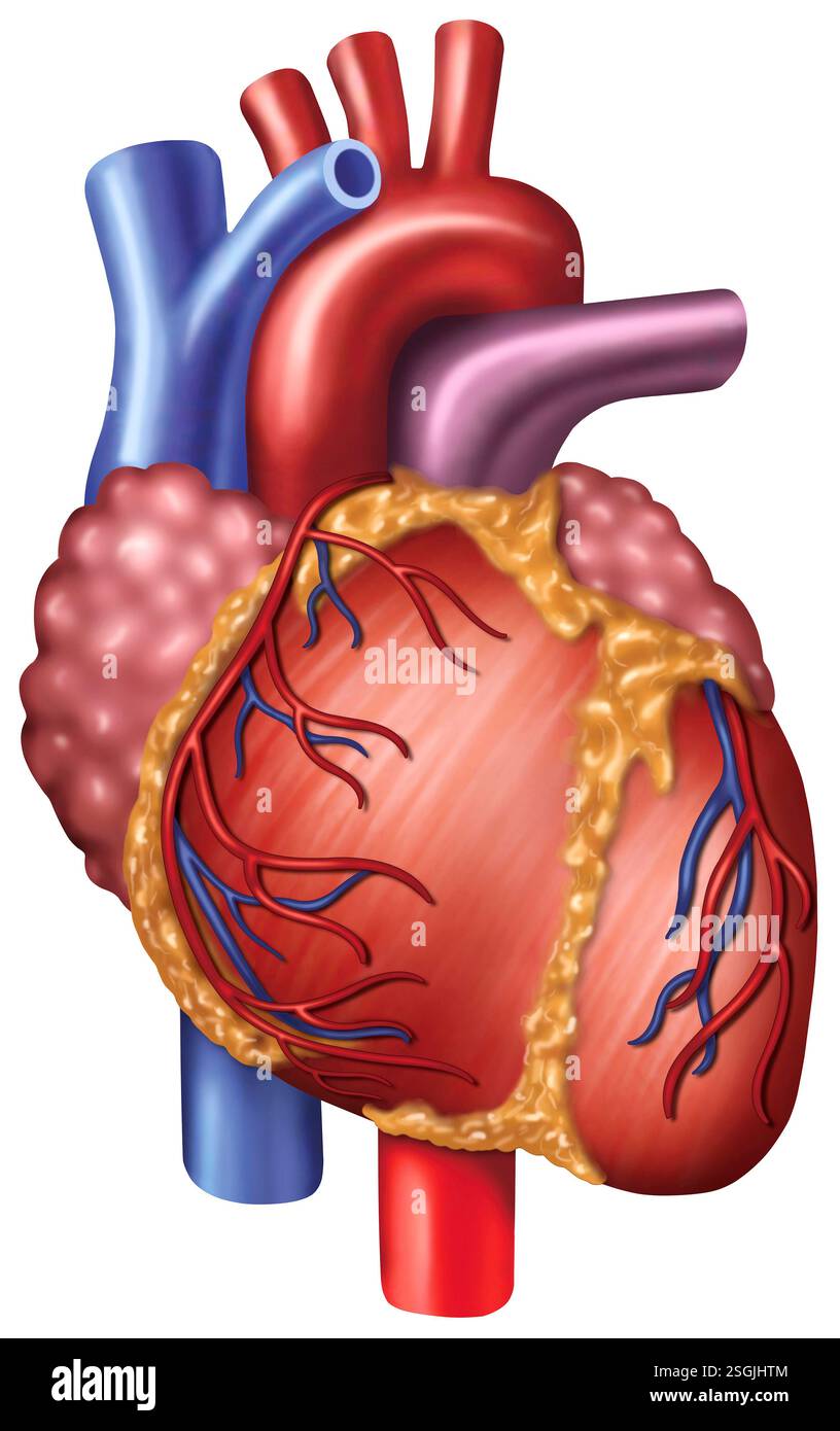 Realistic illustration of the heart. A muscular organ that pumps blood ...