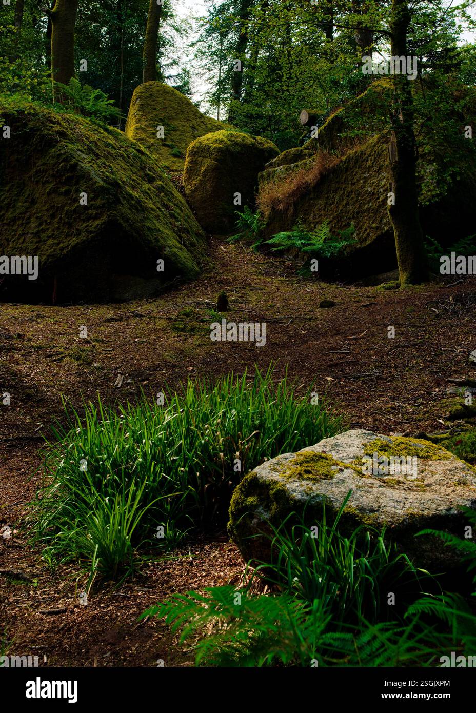 Boulders woods hi-res stock photography and images - Alamy