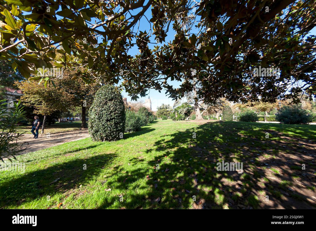 Magnolia tree in Ciutadella Park, the historical public garden in ...