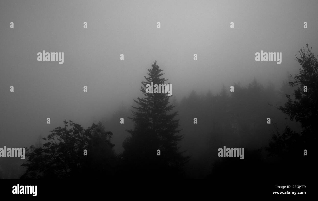 A black and white picture of a misty pine forest in Brittany, Northern ...
