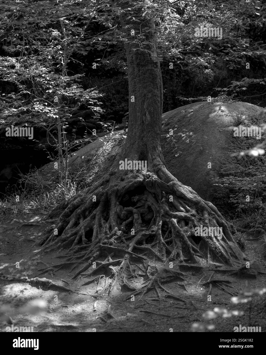 A black and white picture of a tree in the Huelgoat Forest with a ...