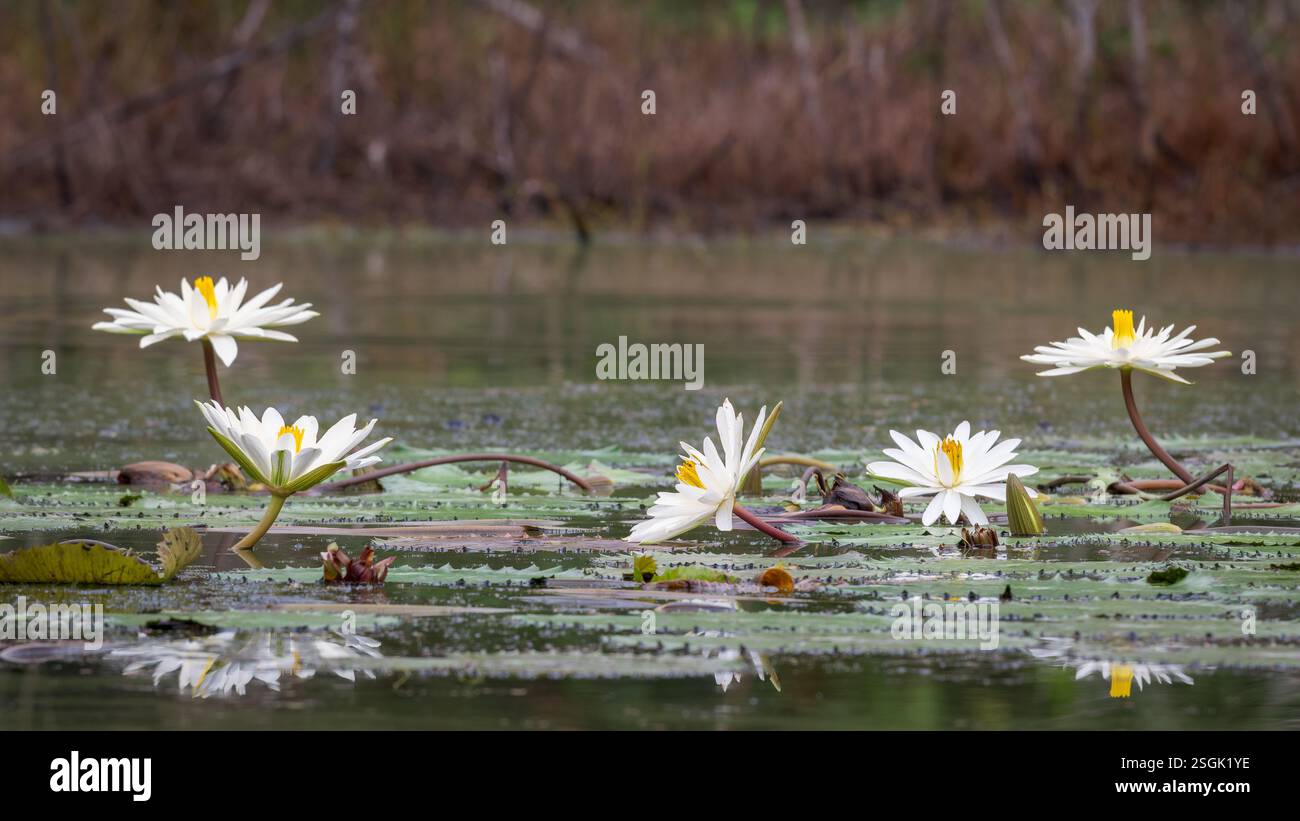 A cluster of native, water-lilies blossoming on a freshwater wetlands ...