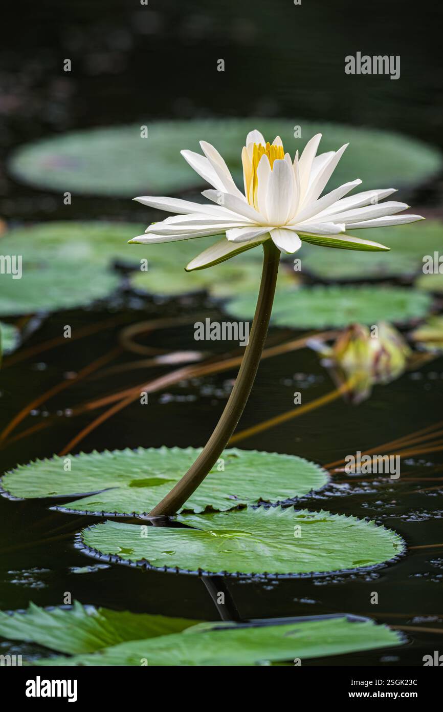 A white Water-lily and water lily pads are bathed in early morning ...