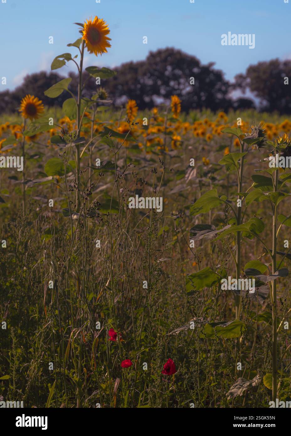 A picture of poppies in a sunflower field on a summer's evening Stock ...
