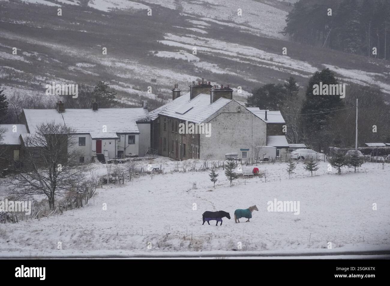 Horses in a field coated in snow at Nenthead in Northumberland. Picture ...
