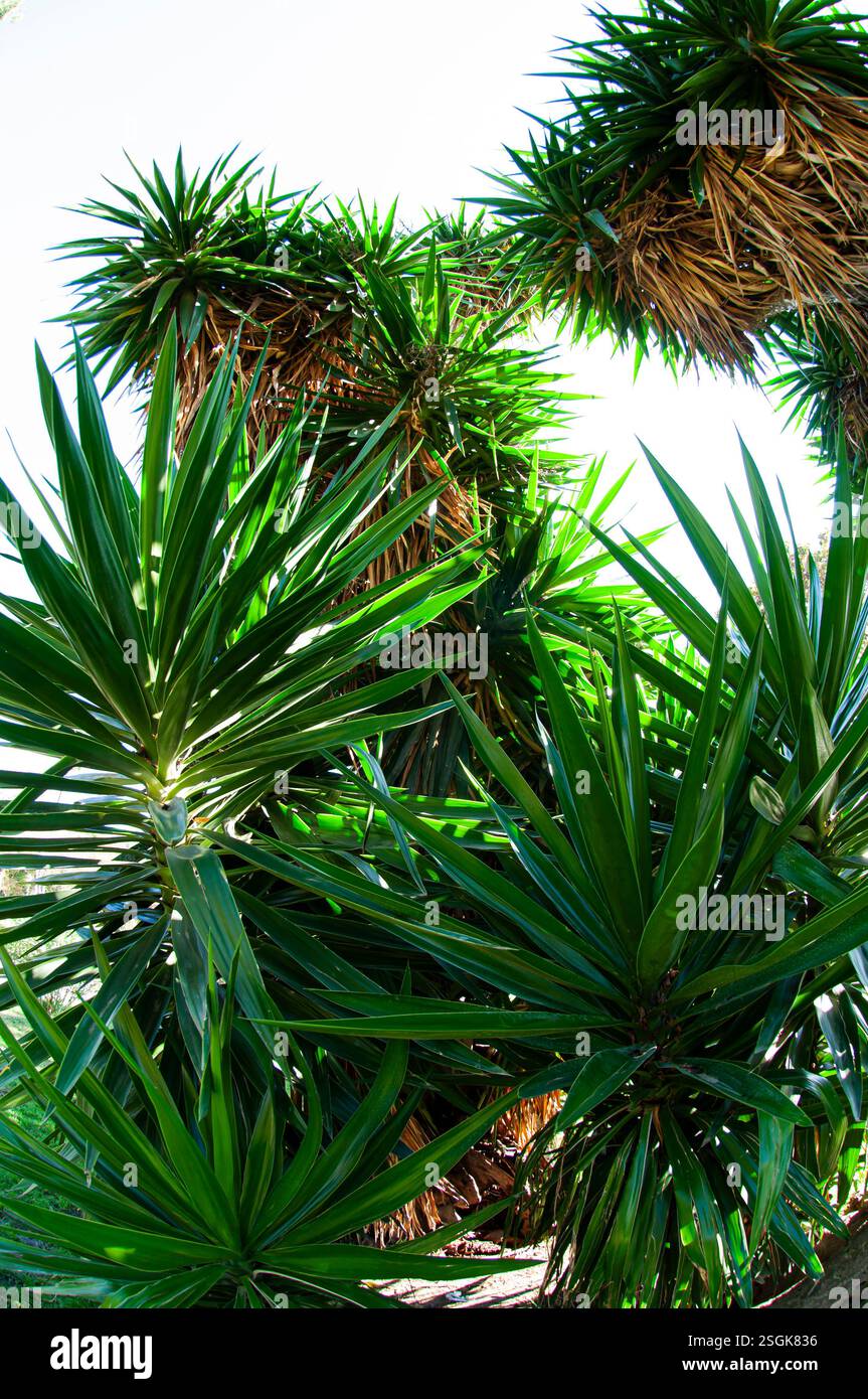 Chamaerops humilis europe hi-res stock photography and images - Alamy
