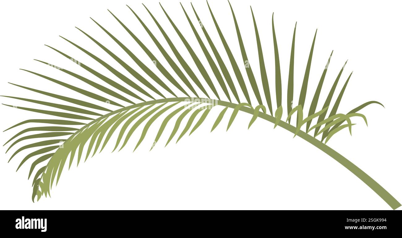 tropical palm branch for palm sunday Stock Vector Image & Art - Alamy