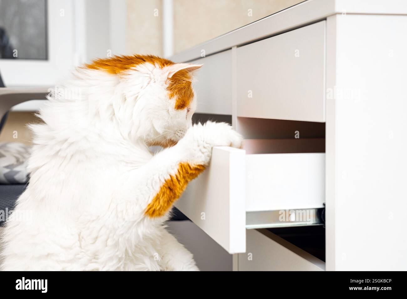 a domestic cat looks into an open desk drawer. the cat tries to climb ...
