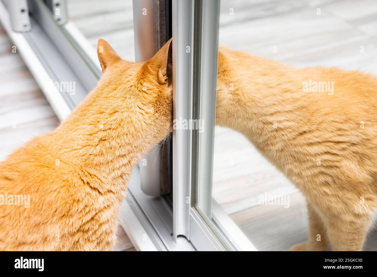 ginger cat peeking into open closet, close-up. the cat looks through the crack between the ...