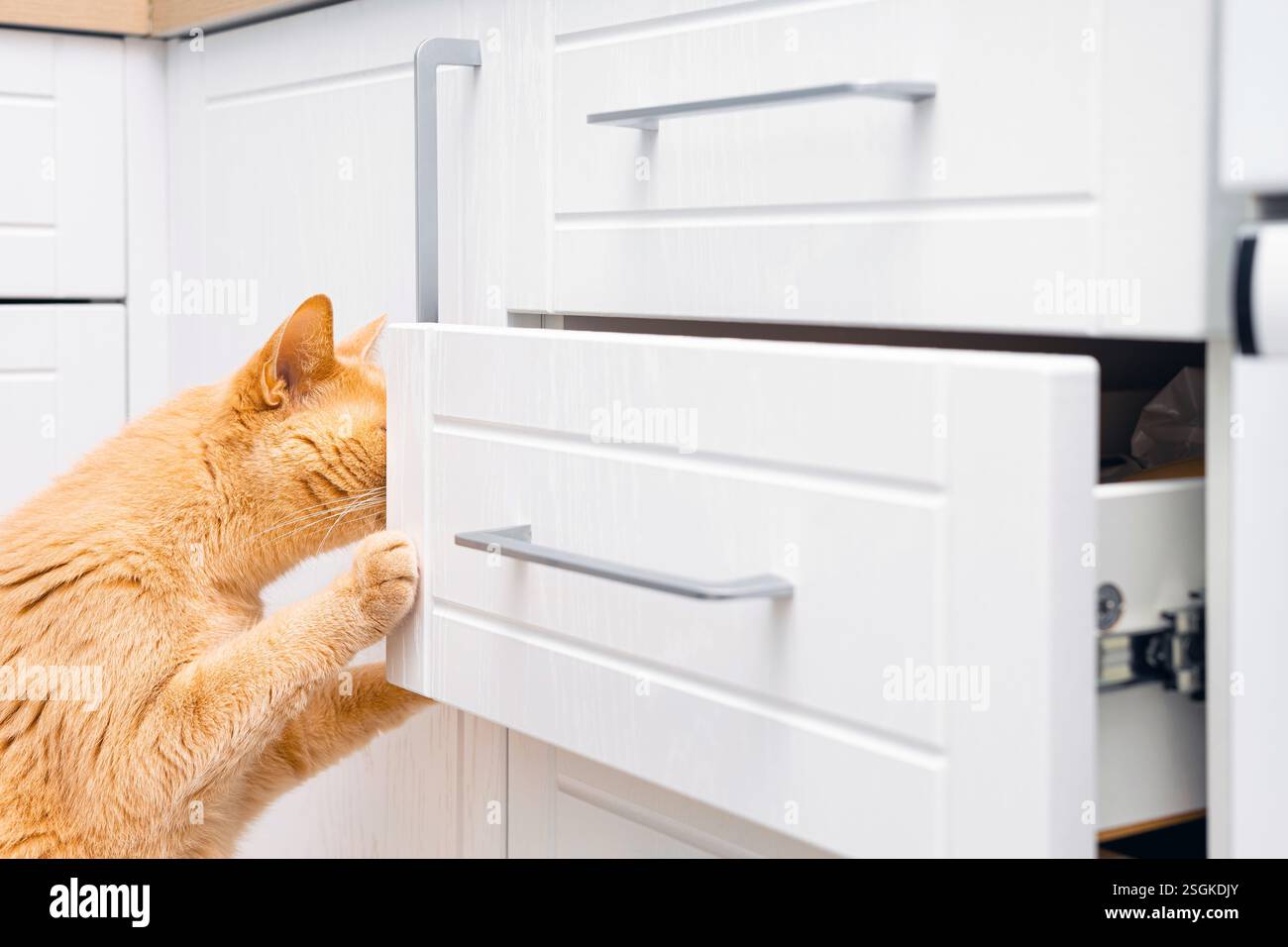 ginger cat looking into open kitchen cabinet drawer. curious cat in the ...