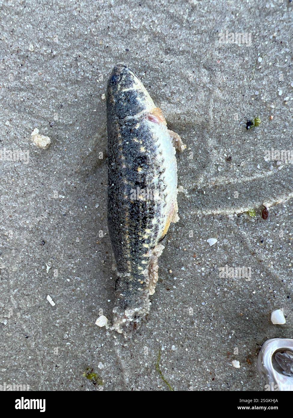 Eastern Mudminnow (Umbra pygmaea), Actinopterygii, Alder Rd, Chesapeake ...