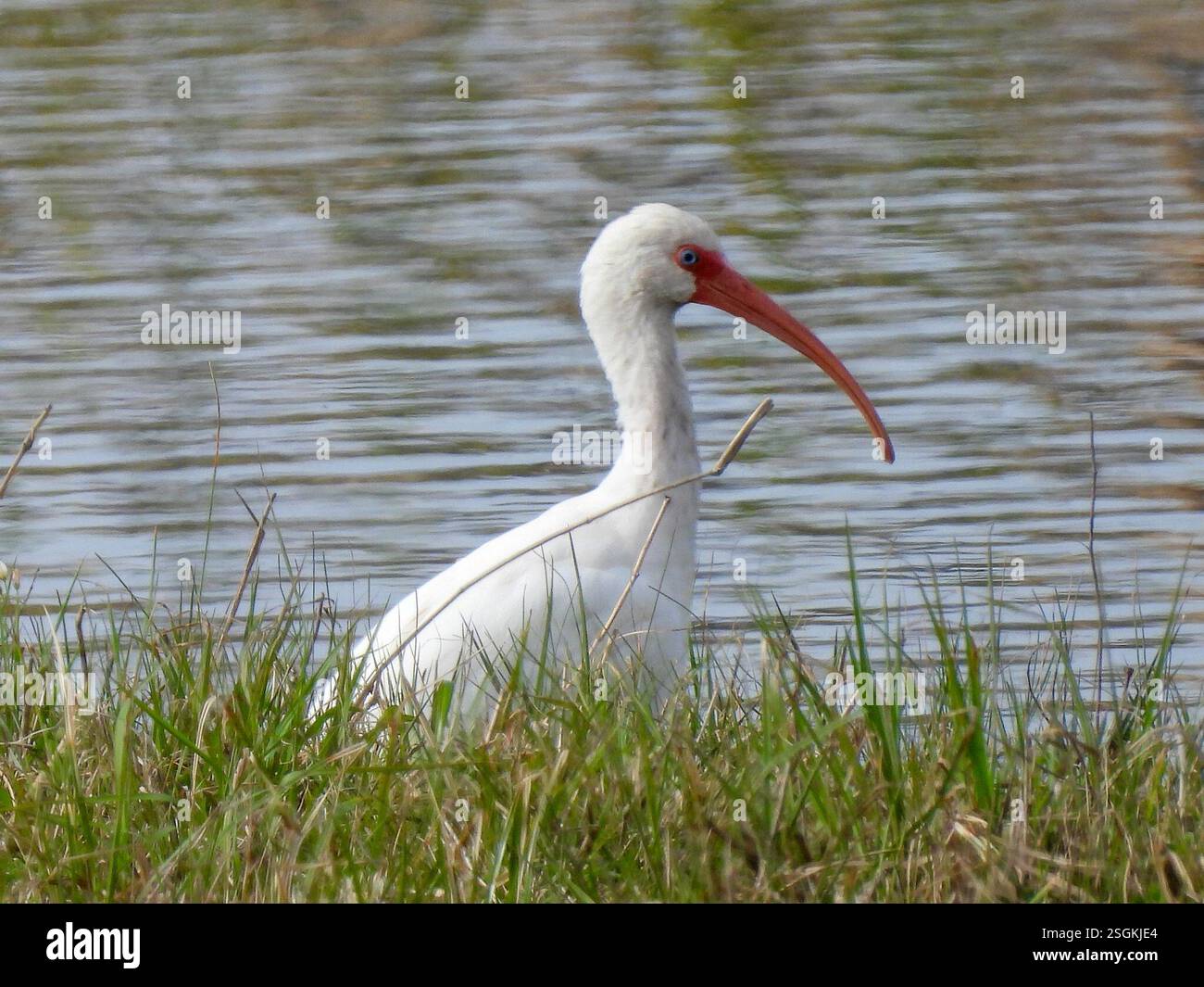 White Ibis (Eudocimus albus), Aves, Reserve Wetlands, Clear Lake City ...
