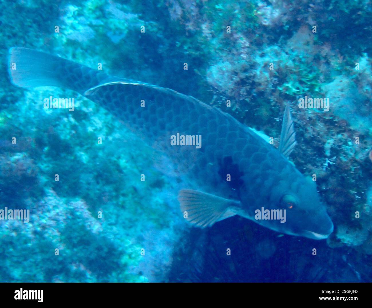 European Parrotfish (Sparisoma cretense), Actinopterygii, Baía Entre ...