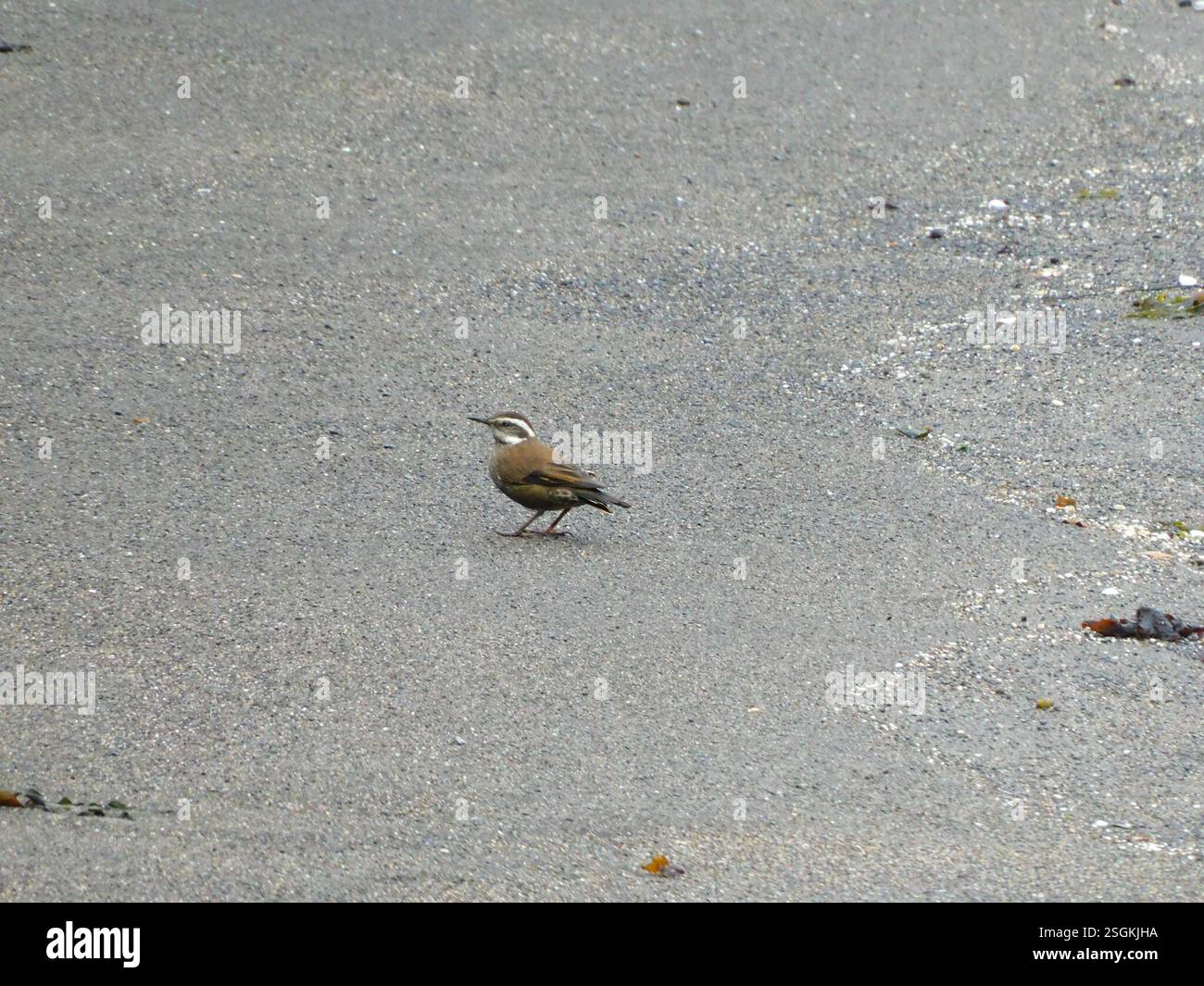 Buff-winged Cinclodes (Cinclodes fuscus), Aves, Chile Stock Photo - Alamy