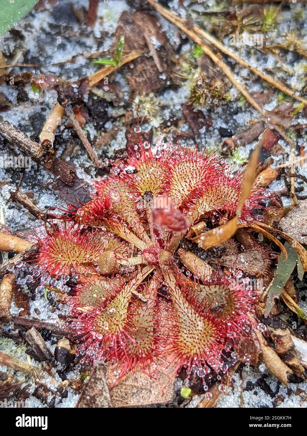 dwarf sundew (Drosera brevifolia), Plantae, Volusia County, US-FL, US ...