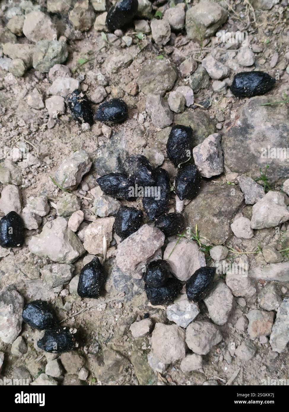 Ruminants (Ruminantia), Mammalia, Lyttelton, New Zealand Stock Photo ...