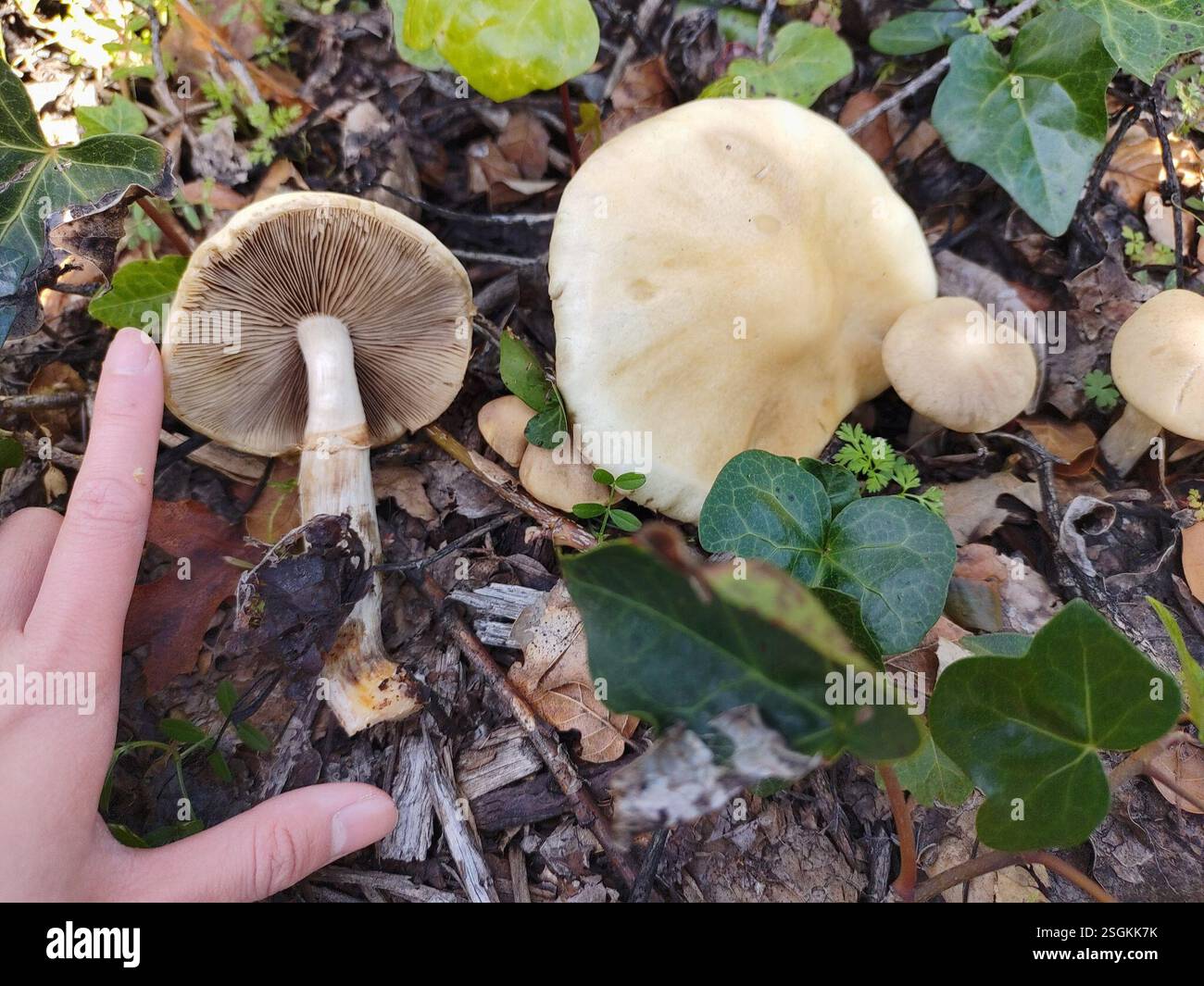 mushrooms, bracket fungi, puffballs, and allies (Agaricomycetes), Fungi ...