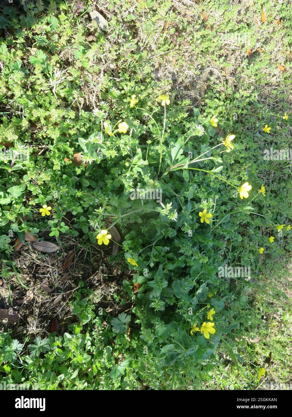 buttercups (Ranunculus), Plantae, Savannah, GA, USA Stock Photo - Alamy