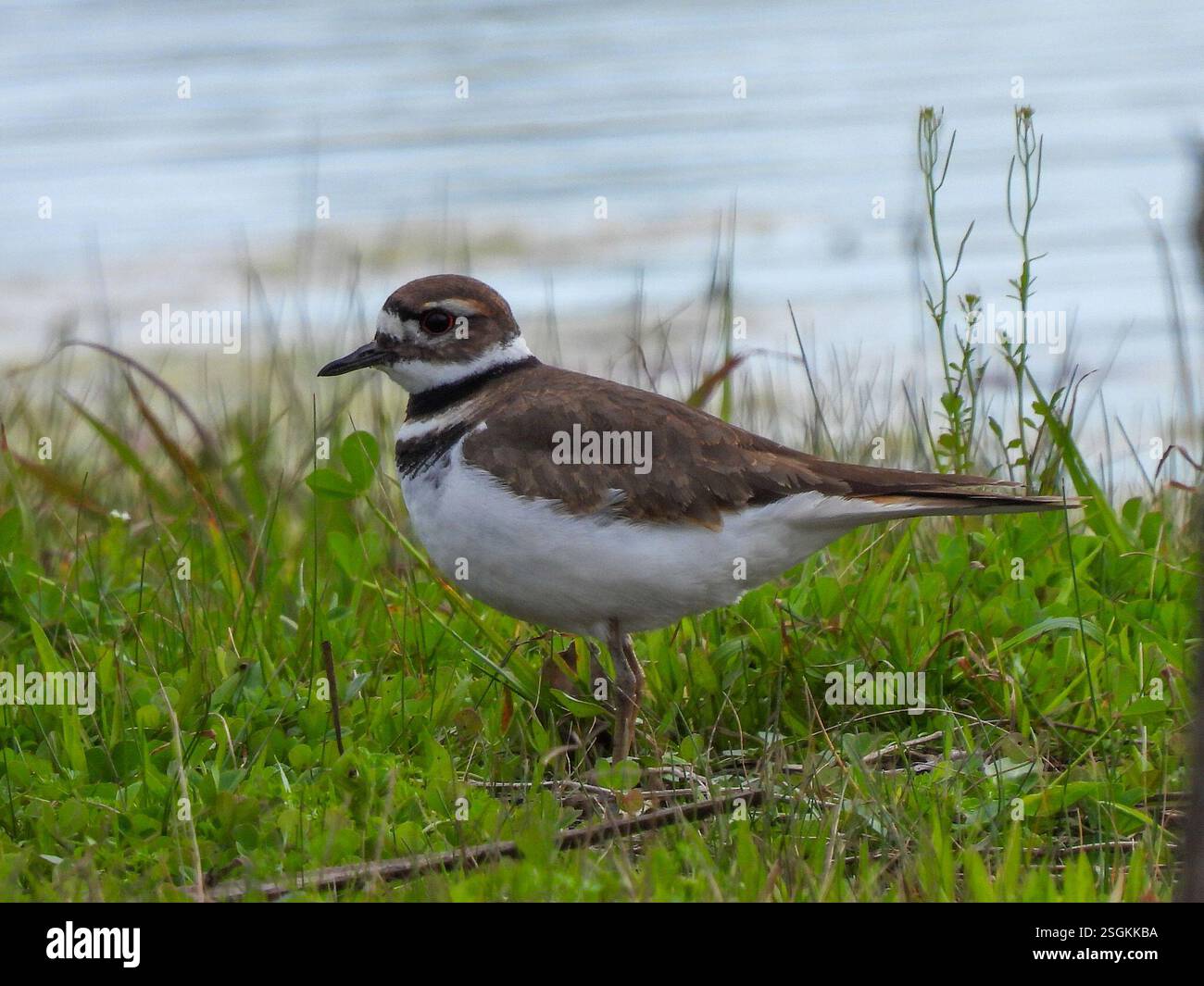 Killdeer (Charadrius vociferus), Aves, Reserve Wetlands, Clear Lake ...