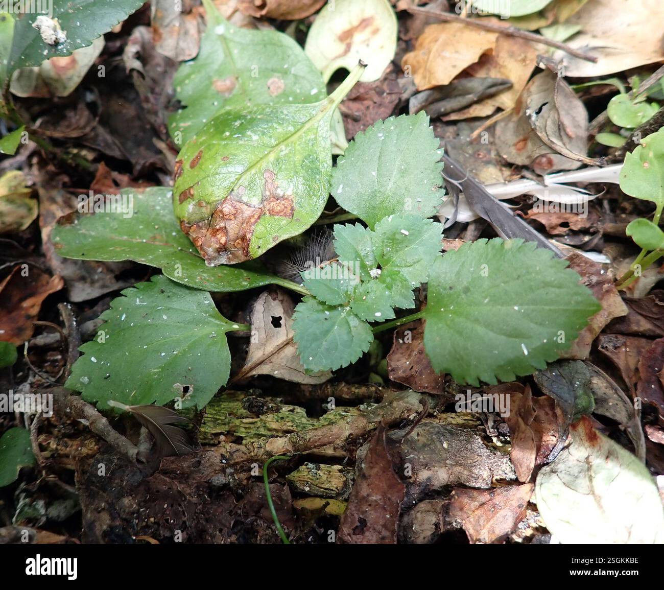European black elderberry (Sambucus nigra), Plantae, Chatham Islands ...