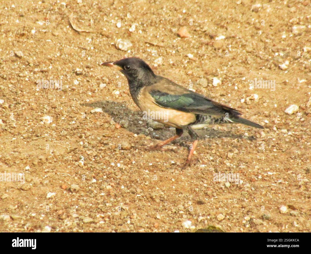 Rosy Starling (Pastor roseus), Aves, Nimblak, Maharashtra 414111, India Stock Photo - Alamy