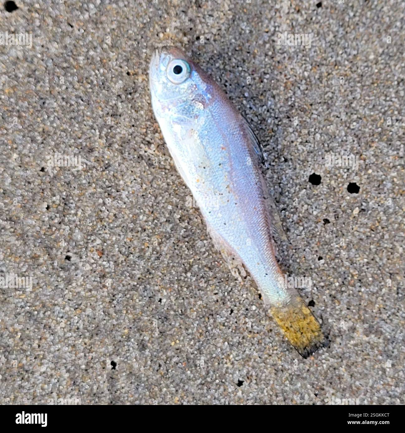 White Croaker (Genyonemus lineatus), Actinopterygii, Los Angeles, CA ...