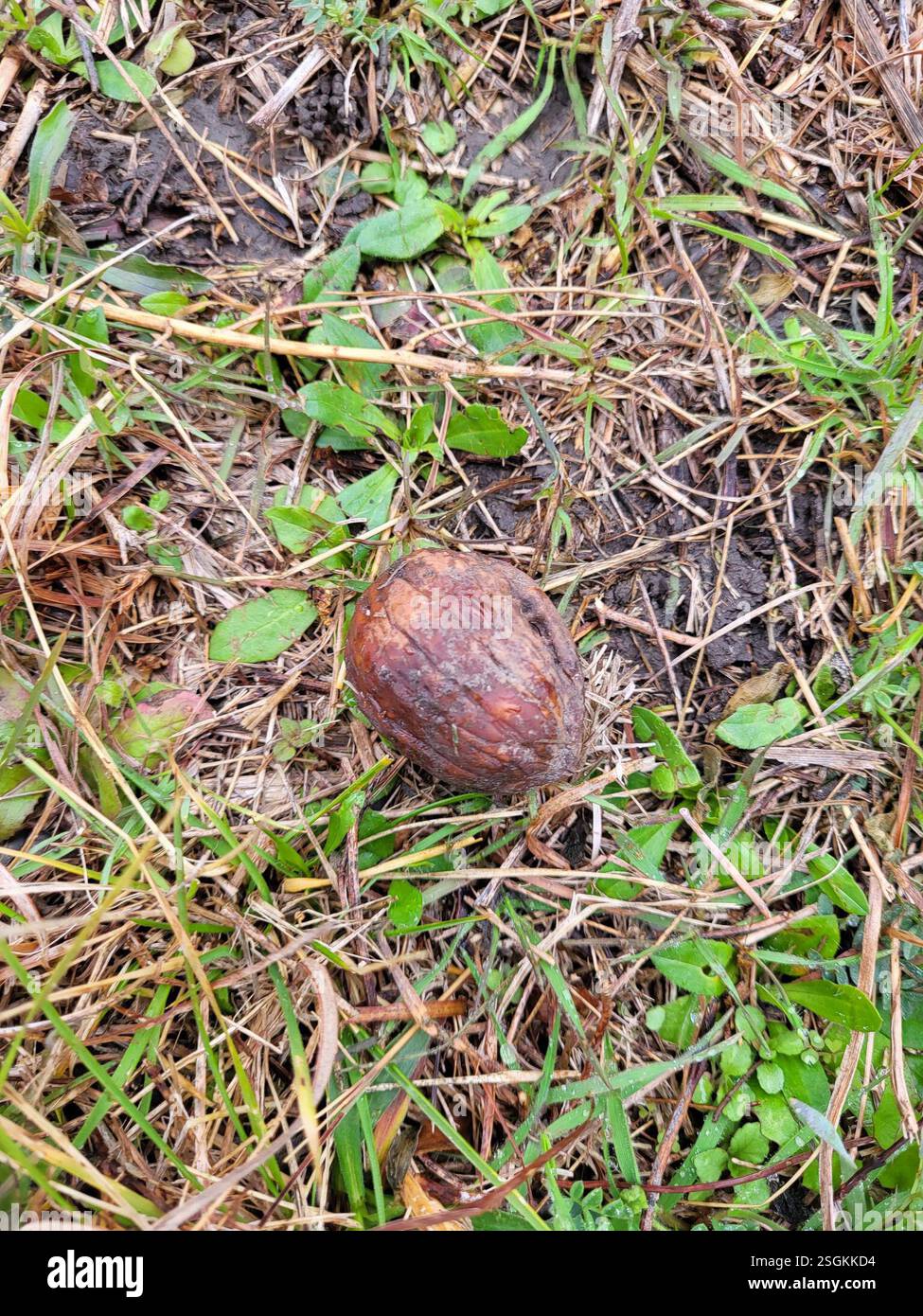eastern black walnut (Juglans nigra), Plantae, Alma Dr, Allen, TX 75013 ...