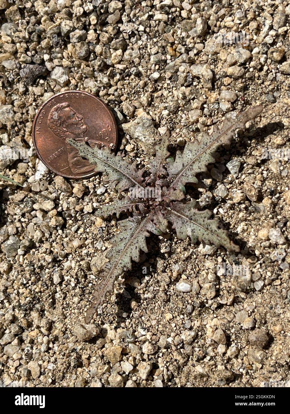 California primrose (Eulobus californicus), Plantae, Tubb Canyon Rd ...
