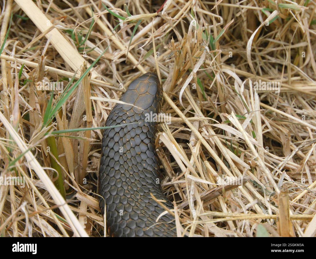 Lowlands Copperhead (Austrelaps superbus), Reptilia, West Tamar, TAS ...