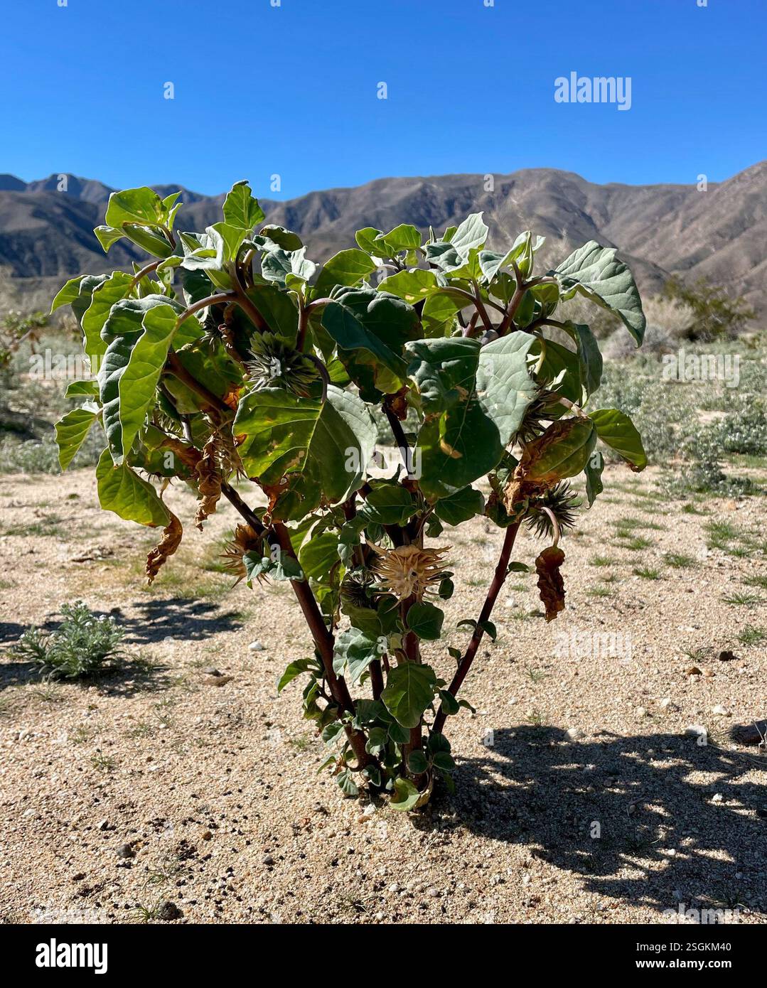 desert thorn-apple (Datura discolor), Plantae, Anza-Borrego Desert ...