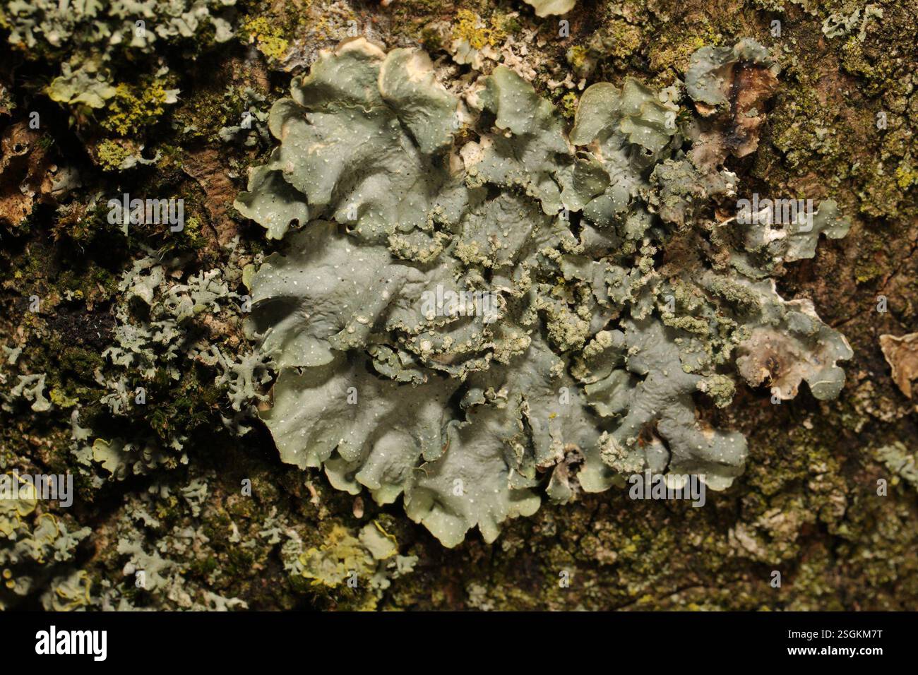 Powdered Speckled Shield Lichen (Punctelia subrudecta), Fungi, Taylor ...