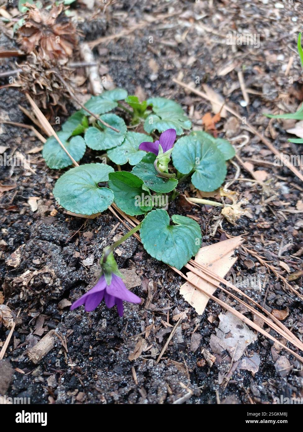 common blue violet (Viola sororia), Plantae, Science and Technology ...