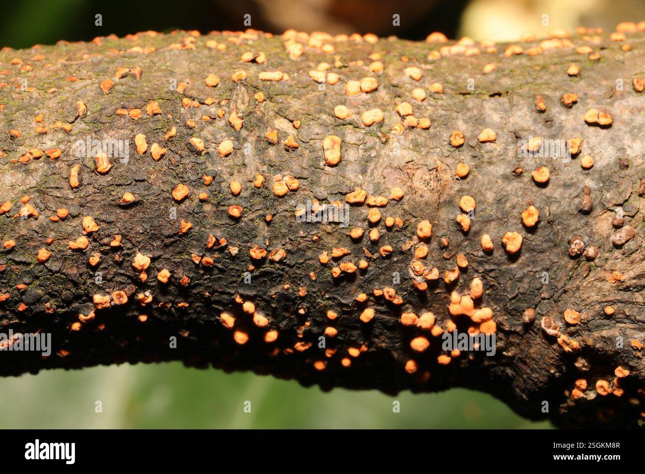 Coral Spot (Nectria cinnabarina), Fungi, Reynolds Park, Church Road ...