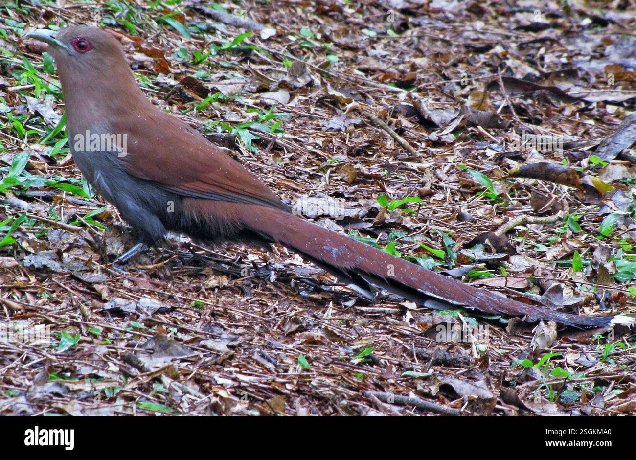 Squirrel Cuckoo (Piaya cayana), Aves, San Pedro, Misiones, Argentina ...