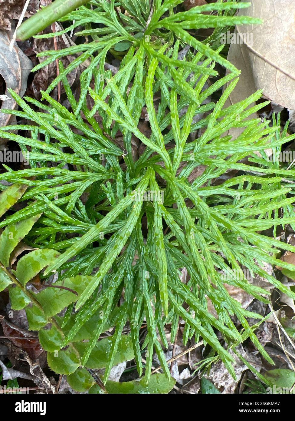 fan clubmoss (Diphasiastrum digitatum), Plantae, Efland, NC, US Stock ...