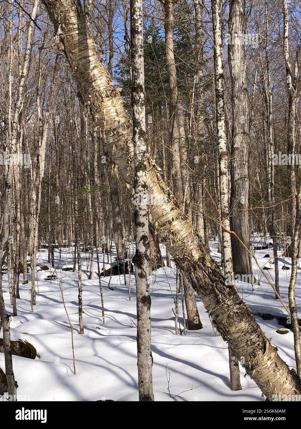 Birch point provincial park hi-res stock photography and images - Alamy