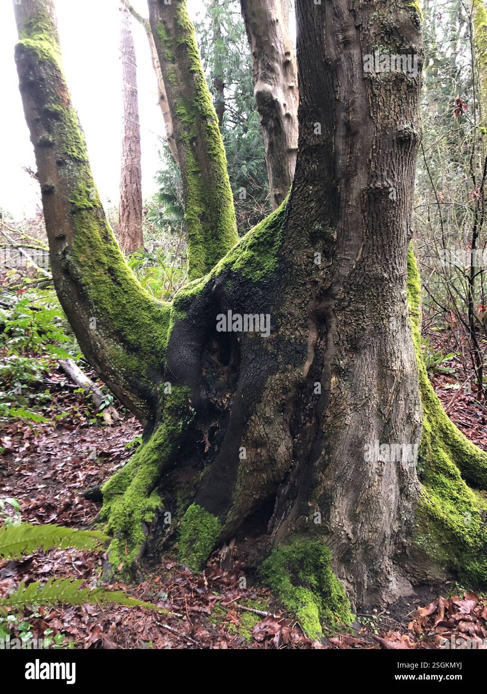 sooty bark disease (Cryptostroma corticale), Fungi, Fauntleroy Park ...
