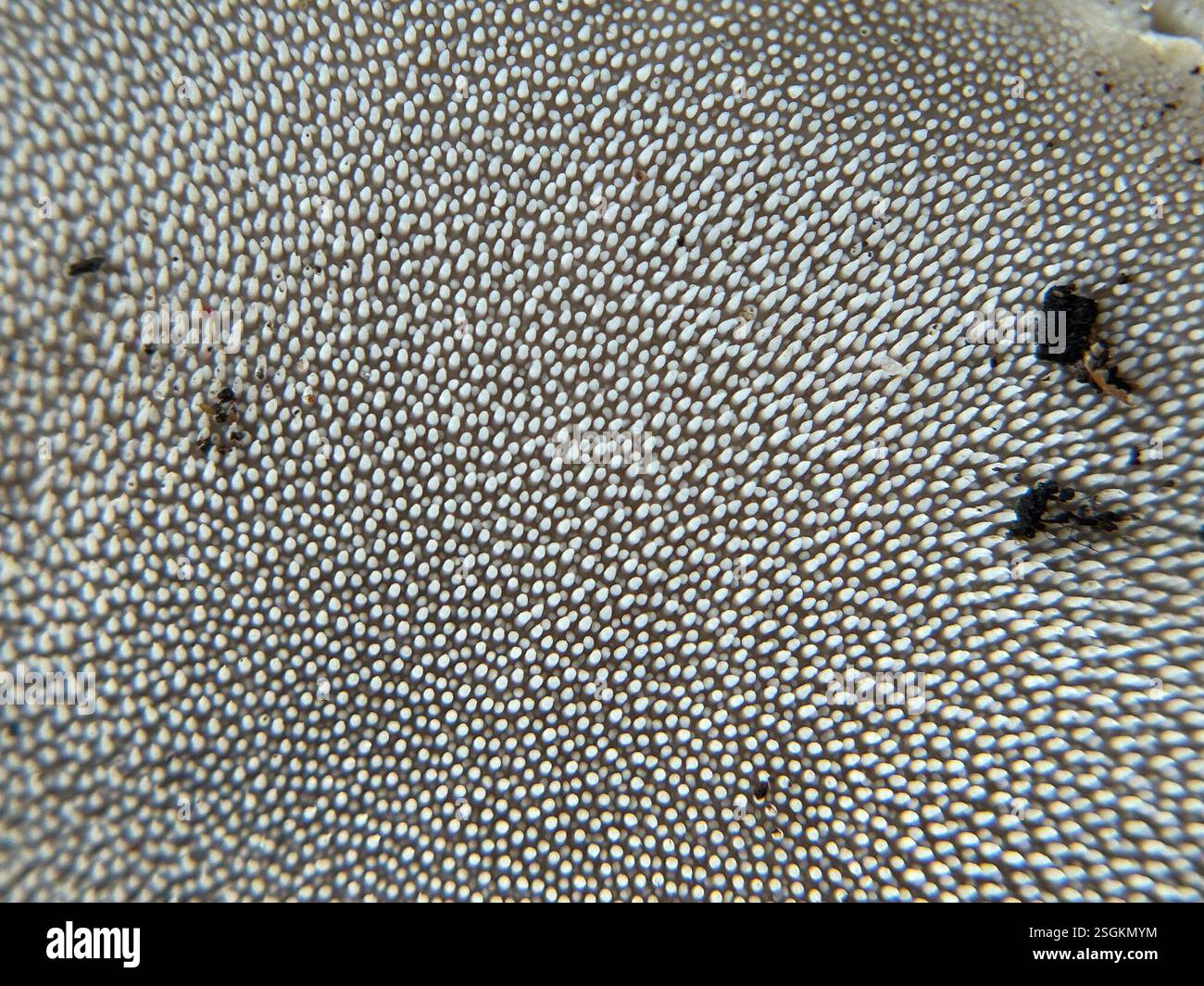 Fungi under oak tree hi-res stock photography and images - Alamy