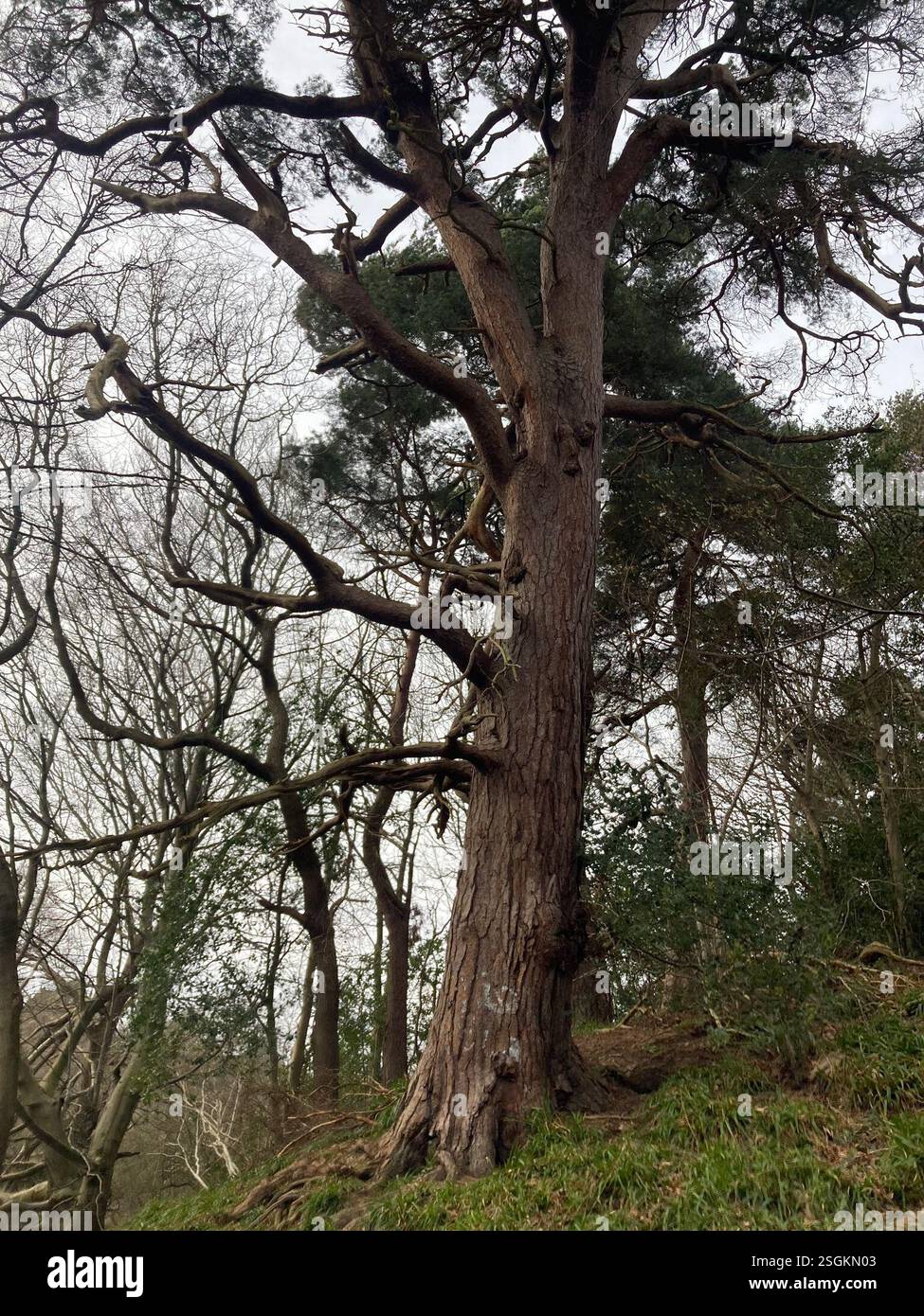 Scots pine (Pinus sylvestris), Plantae, Roslin Glen Country Park ...