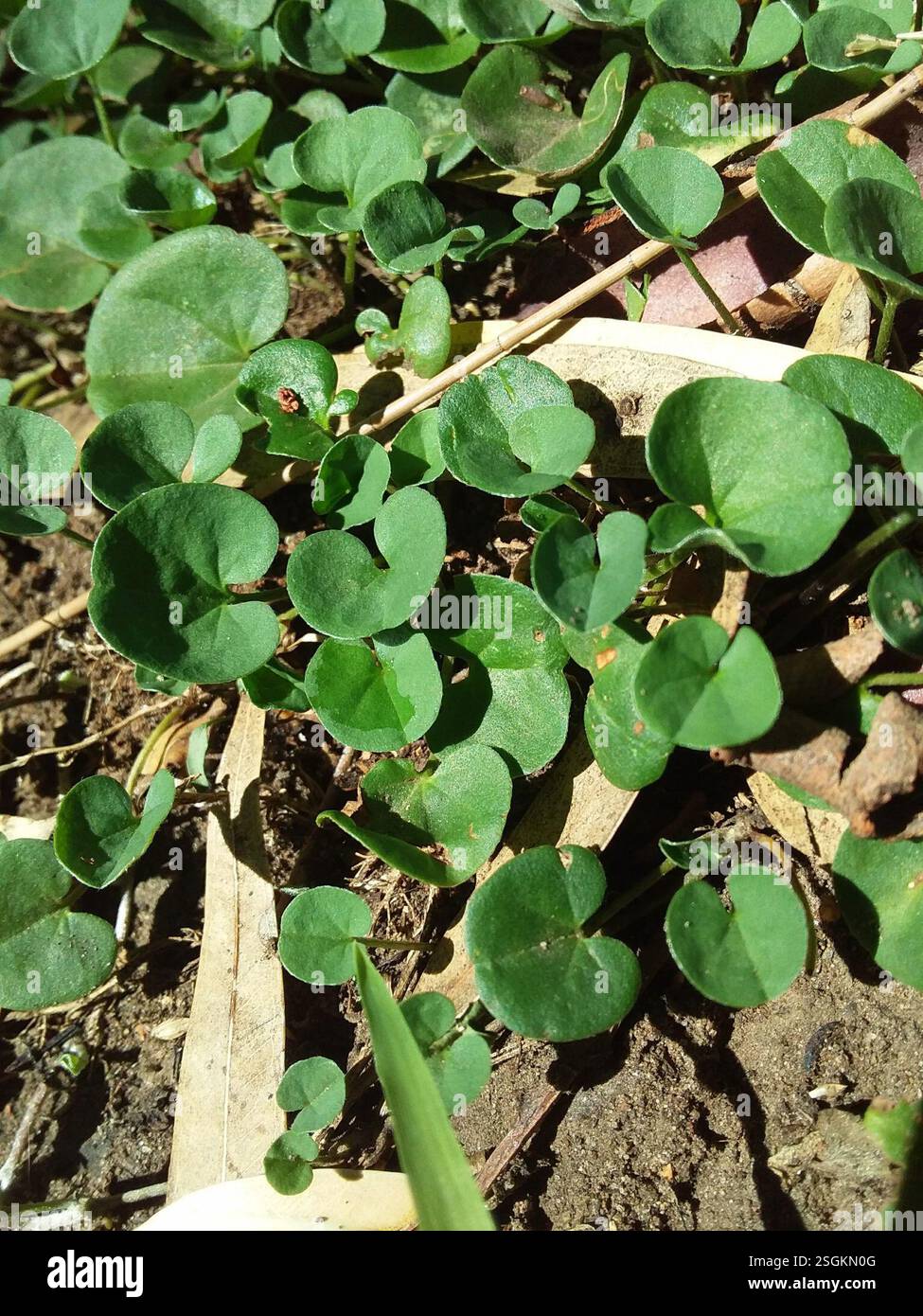 kidney weed (Dichondra repens), Plantae, Forestville SA 5035, Australia ...