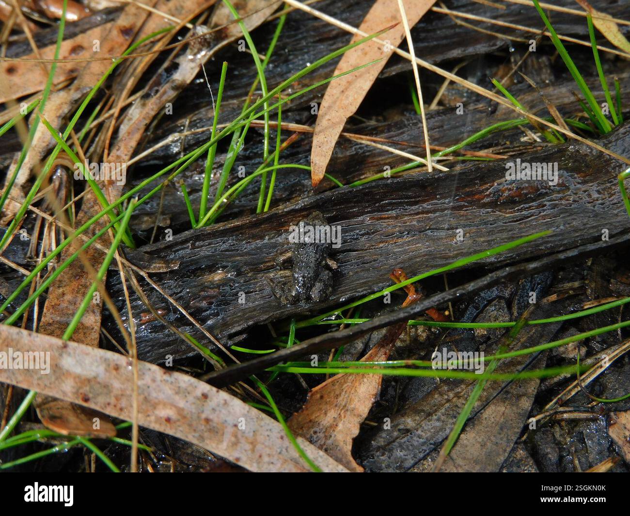 Common Eastern Froglet (Crinia signifera), Amphibia, Hobart TAS ...