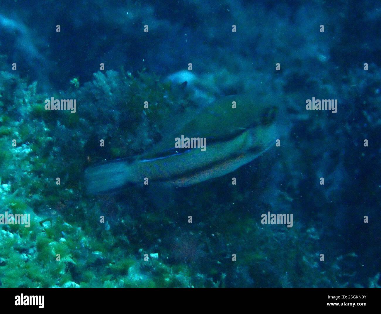 Macaronesian Toby (Canthigaster capistrata), Actinopterygii, Baía da ...