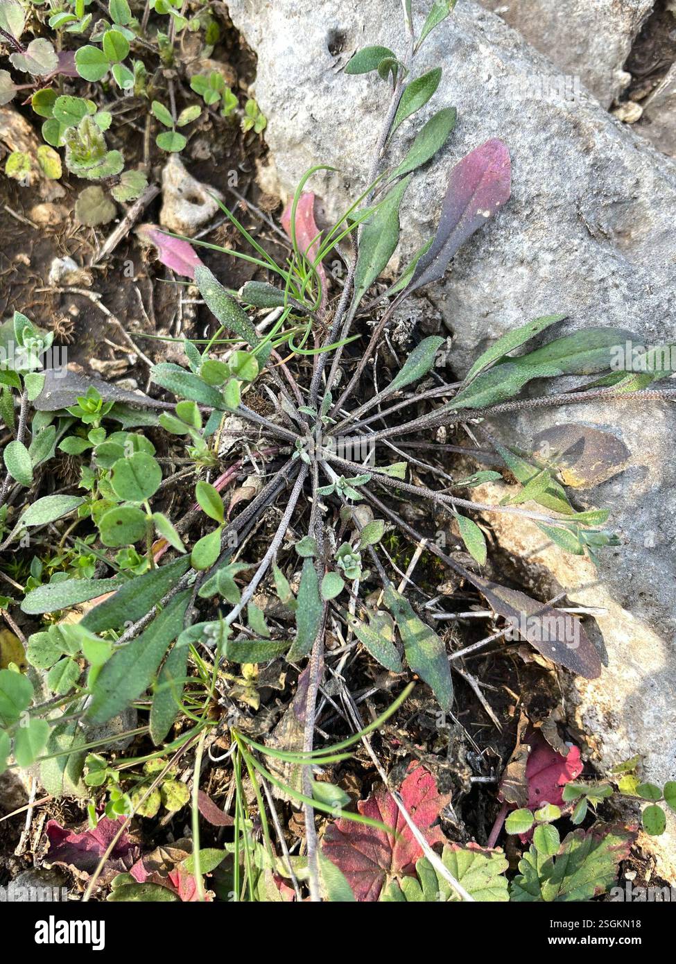 Gaslight Bladderpod (Physaria recurvata), Plantae, Temple, TX, US Stock ...