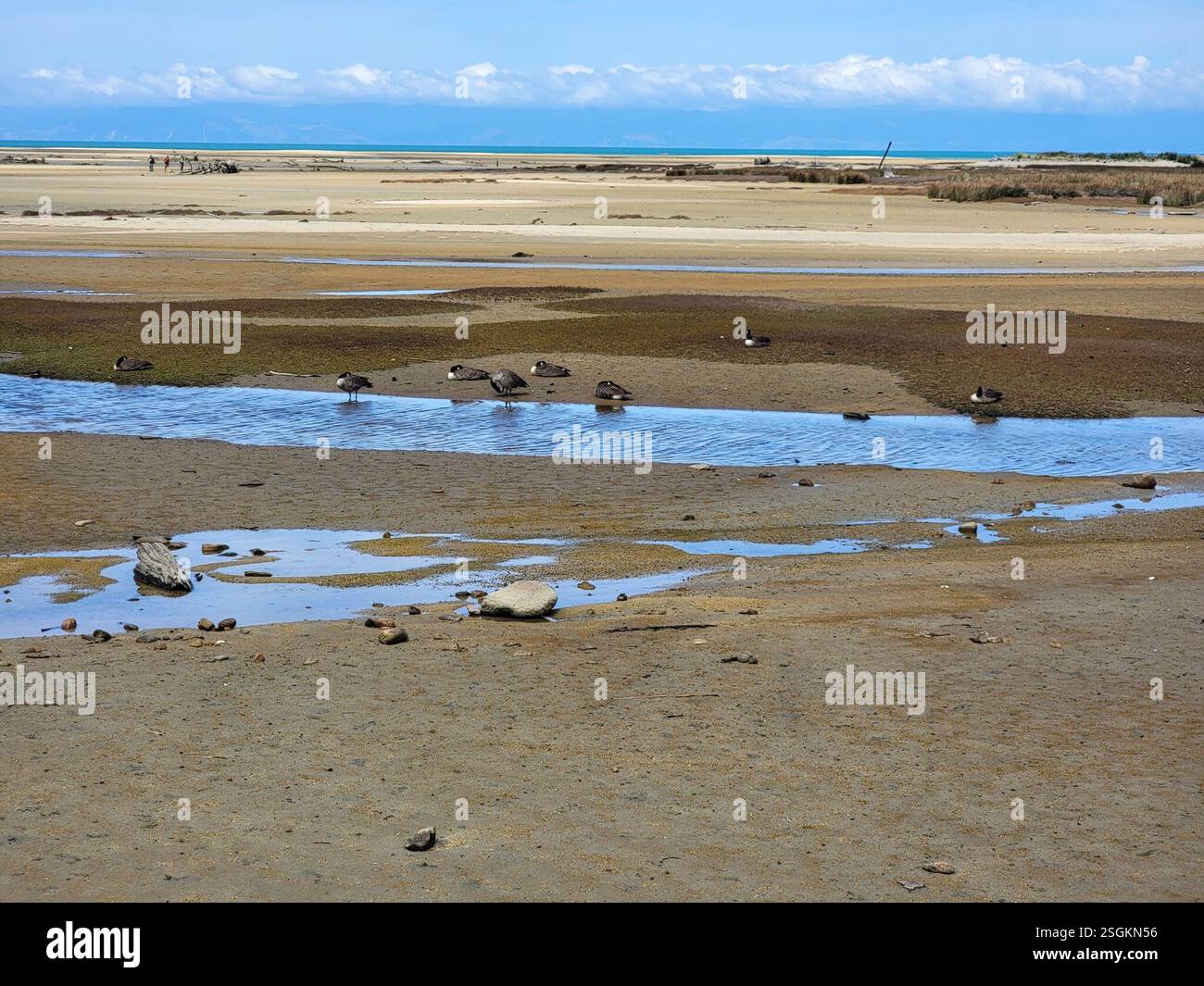 Canada Goose (Branta canadensis), Aves, Oklandas 7197, New Zealand ...