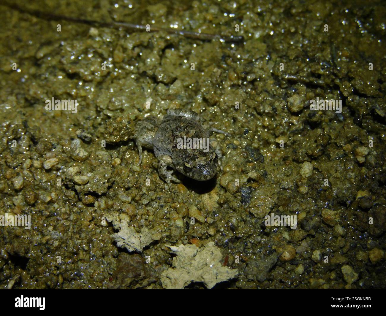 Common Eastern Froglet (Crinia signifera), Amphibia, Euroa VIC 3666 ...