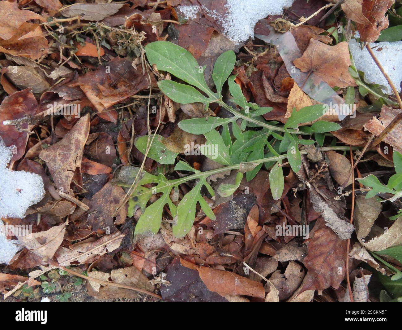 spotted knapweed (Centaurea stoebe), Plantae, Milwaukee, Wisconsin ...